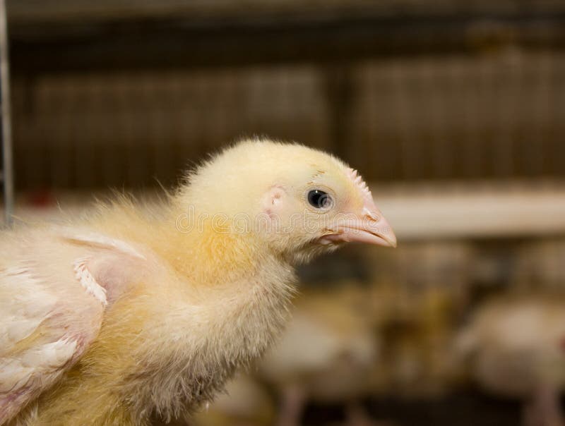 Portrait of Chicken Broilers Stock Image - Image of cage, white: 25174437