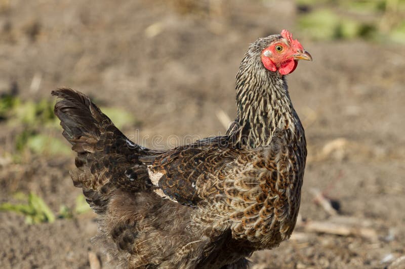 Portrait of Chicken in the Farm Stock Image - Image of peck, rural ...