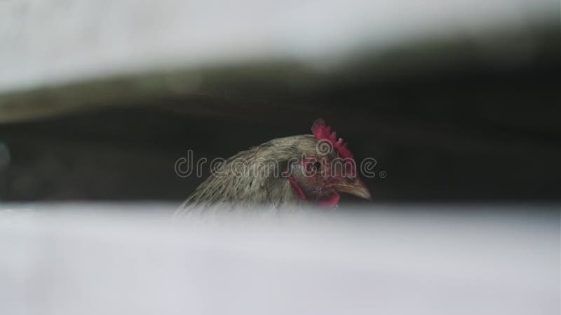 Portrait of Chicken in Closed Paddock through Crack. Home Farm Animals ...