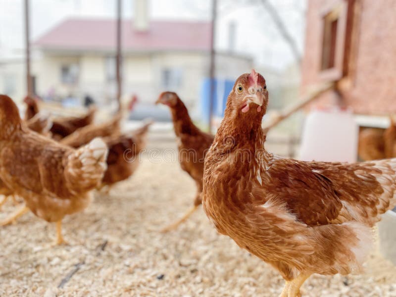 Portrait of a Chicken in a Chicken Coop. Stock Image - Image of crest ...