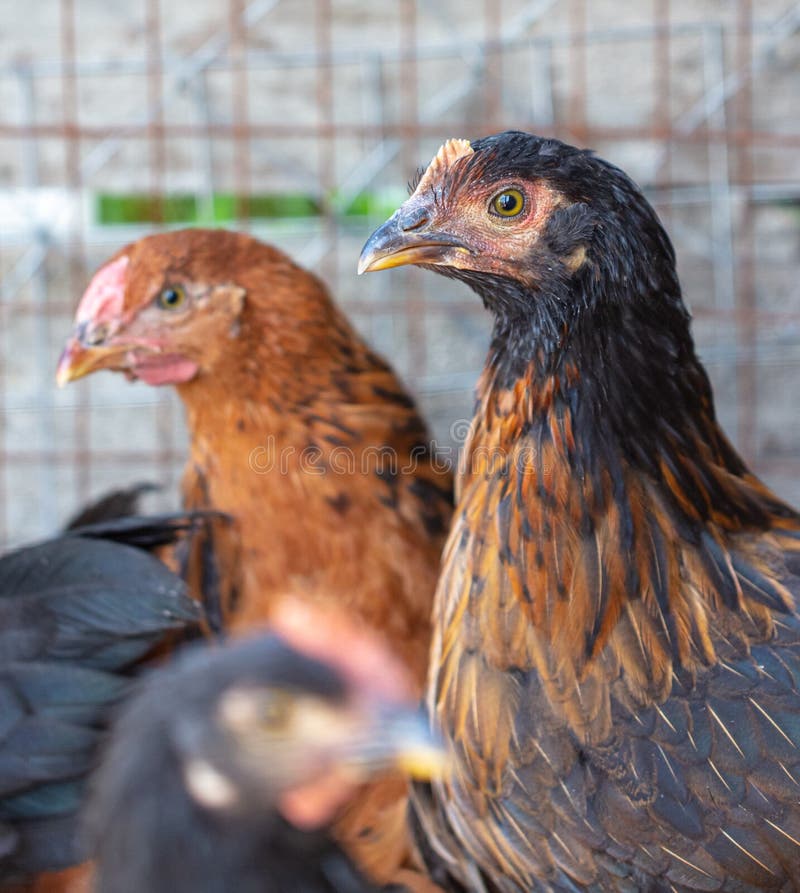 Portrait of a Chicken on Farm. Stock Image - Image of grass, chick ...