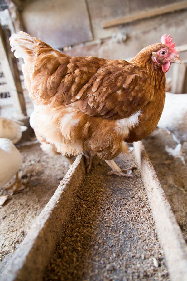 Portrait of a chicken farm stock photo. Image of farming - 89599232