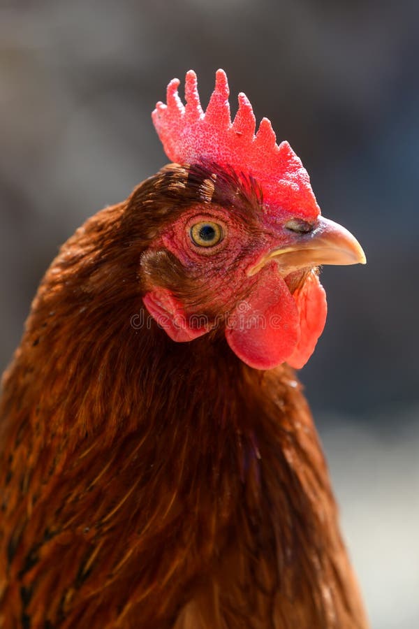 Portrait of Chicken in the Farm Stock Image - Image of peck, rural ...