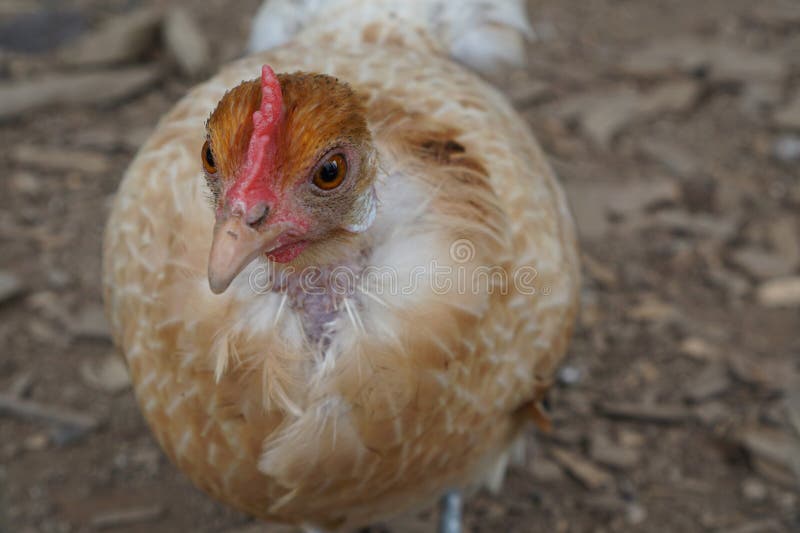 Portrait of Chicken in the Farm Stock Image - Image of peck, rural ...