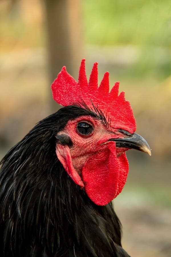 147 Australorp Rooster Stock Photos - Free & Royalty-Free Stock Photos ...