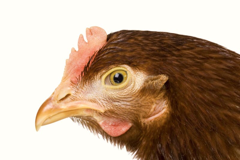 Portrait Chicken Isolated on a White Background Stock Image - Image of ...