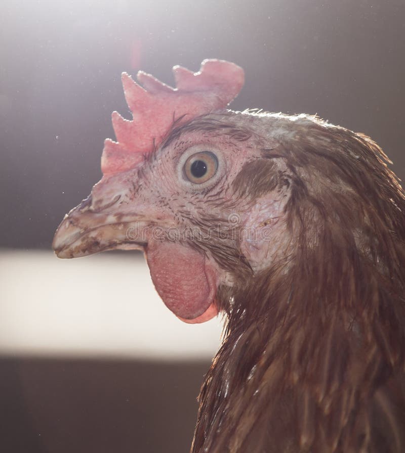 Portrait of Chicken in the Farm Stock Image - Image of peck, rural ...