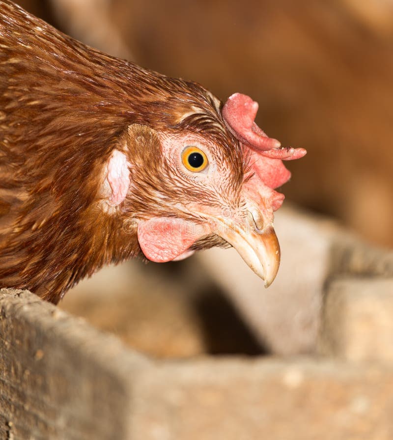 Portrait chicken stock image. Image of farm, profile - 89614079