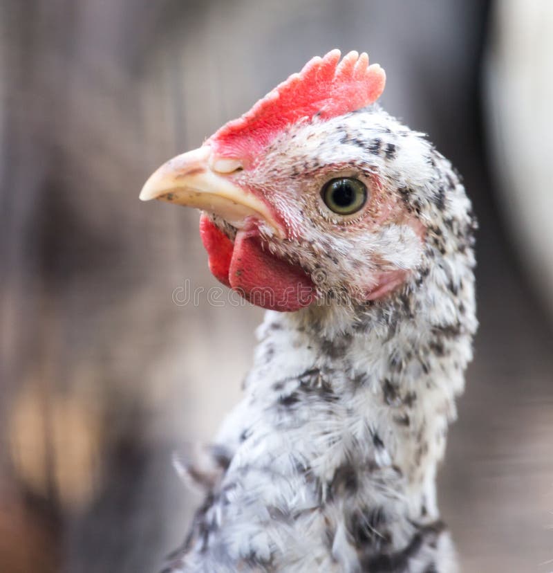 Portrait of a chicken stock photo. Image of country - 100933368