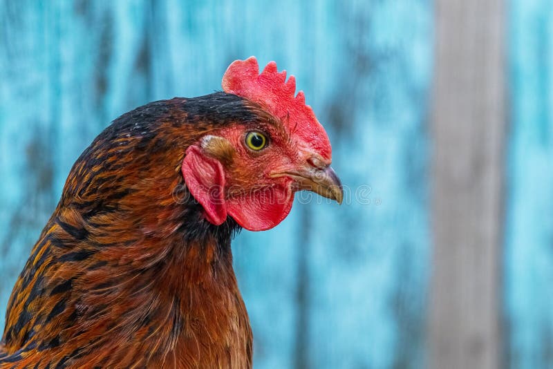 Portrait of a Chicken in Profile Close Up Stock Image - Image of animal ...