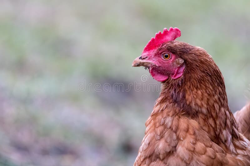 5,316 Chicken Profile Photos - Free & Royalty-Free Stock Photos from ...