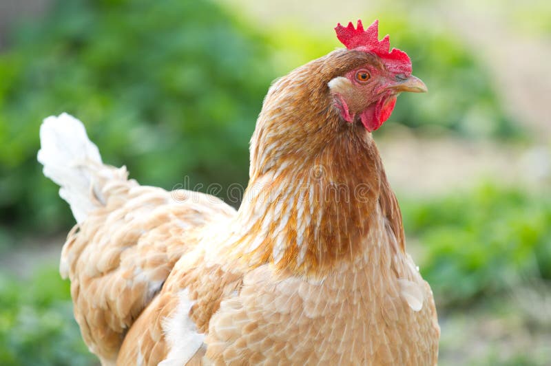 Portrait of Chicken in the Farm Stock Image - Image of peck, rural ...