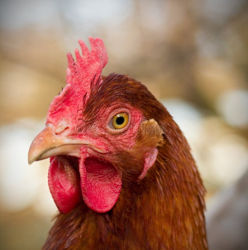 Portrait of a Chicken with a Red Beak Stock Photo - Image of looking ...