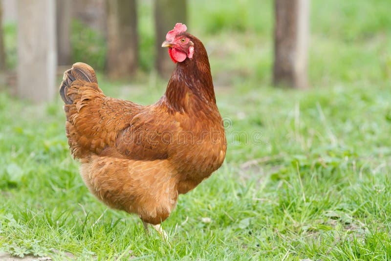 Portrait chicken stock photo. Image of looking, food - 39141904