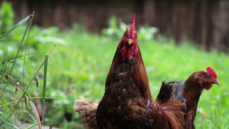 Portrait Chicken Red-haired Rooster Looks into the Camera Stock Footage ...