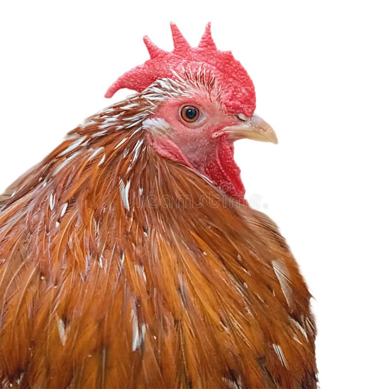 Portrait of Chicken in the Farm Stock Image - Image of peck, rural ...