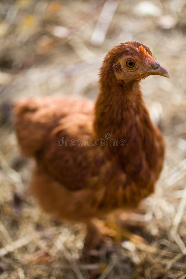 Two Brown Bantam Chicken or Rooster in a Cage. Domestic Poultry Farming ...