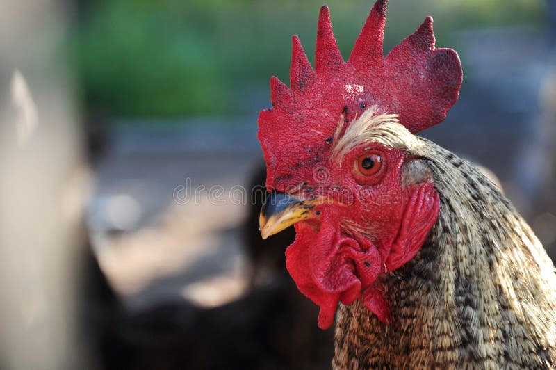 Red Rooster Bird in Closeup Stock Photo - Image of domestic, portrait ...