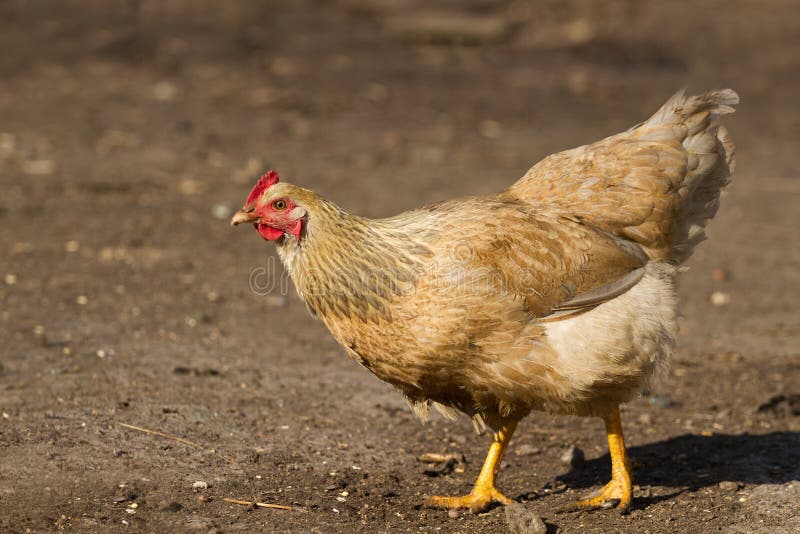 Portrait chicken stock image. Image of food, head, bird - 23236365