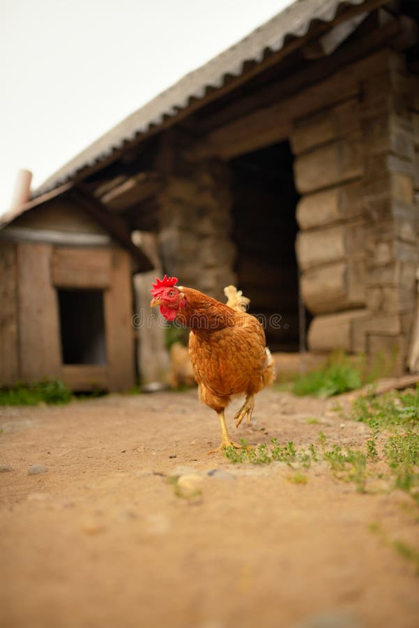 Portrait of a Chicken Walking in Backyard Stock Photo - Image of ...
