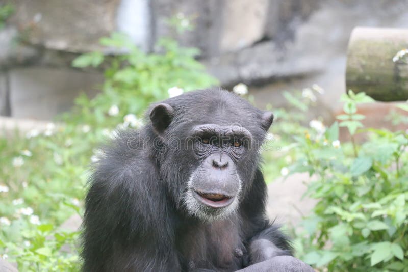 Portrait of chimp. stock photo. Image of wildlife, chimp - 98146596