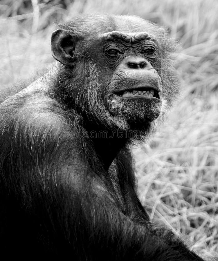 Chimpanzee Side View Stock Photos - Free & Royalty-Free Stock Photos ...
