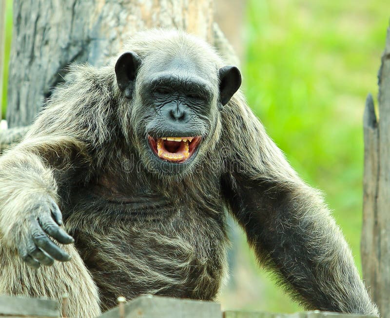 Grinning chimp stock photo. Image of happy, close, wildlife - 2207934