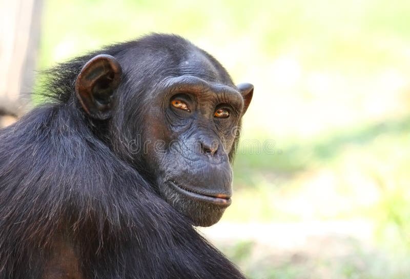 Confused Chimpanzee stock image. Image of chimp, wild - 9078753