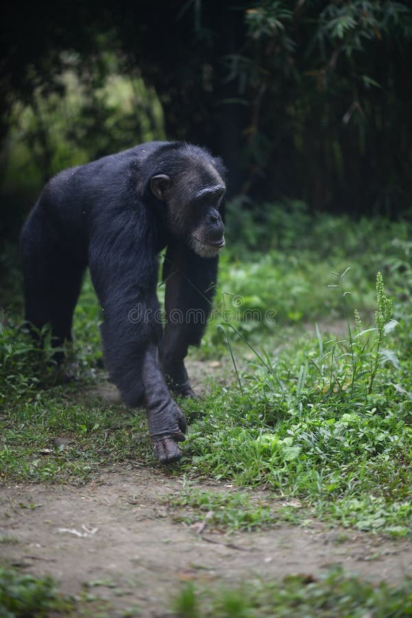 Portrait of Chimpanzee, in Natural Habitat Stock Photo - Image of primate, tropical: 255317644