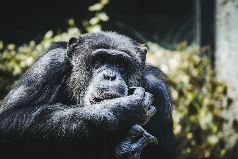 Chimpanzee Monkey or Pan Troglodyte Stock Photo - Image of wildlife ...