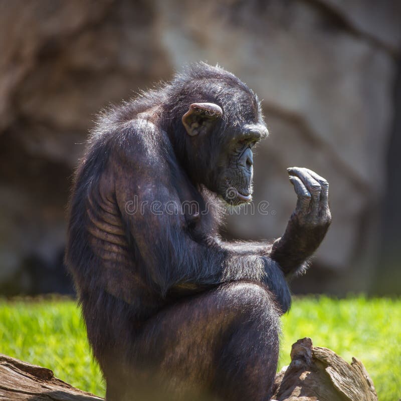 Portrait of a chimpanzee stock image. Image of sitting - 36632905