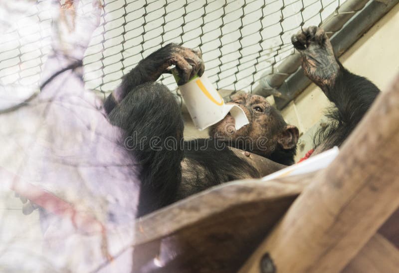 Chimpanzee Drinking from Water Pond in Zoo Stock Image - Image of drink ...