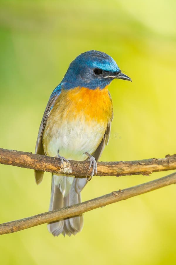 Portrait Of Chinese Blue Flycatcher Stock Image - Image of atricapilla ...