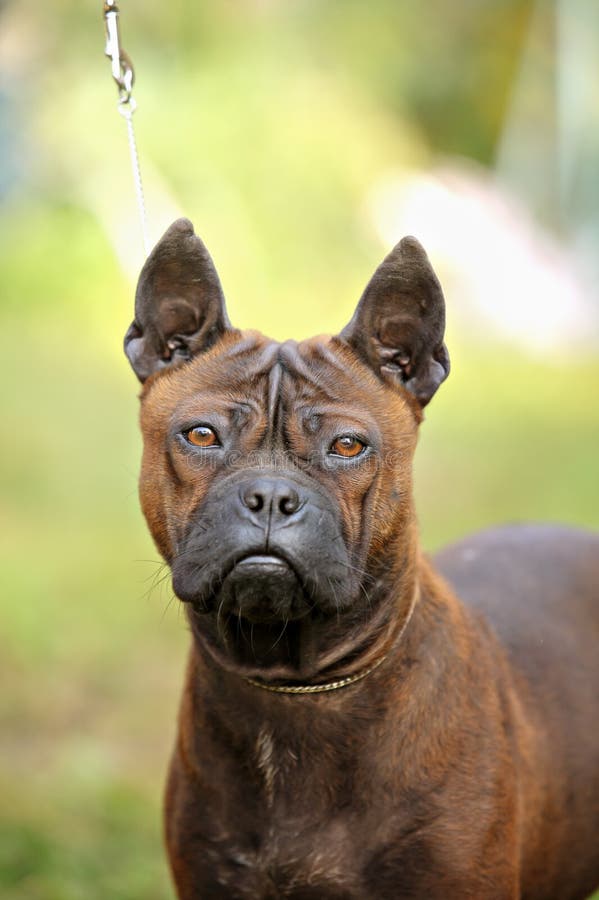 Portrait of a CHINESE CHONGQING DOG Stock Image - Image of breed ...