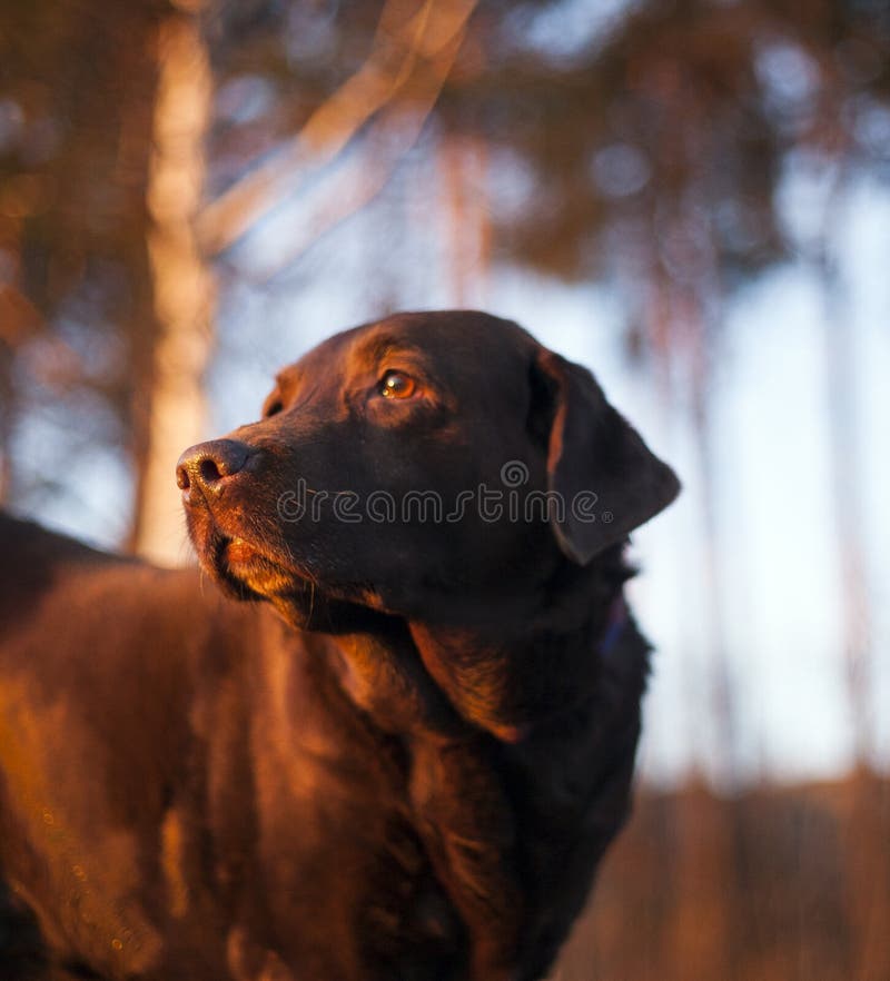 Portrait of Chocolate Labrador Retriever Stock Image - Image of female ...