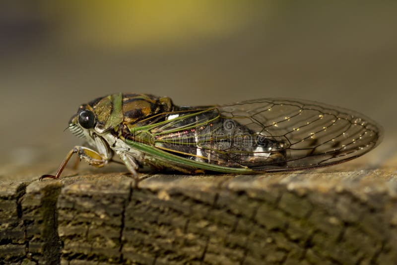 Portrait of a cicada. stock photo. Image of view, blurred - 193758184