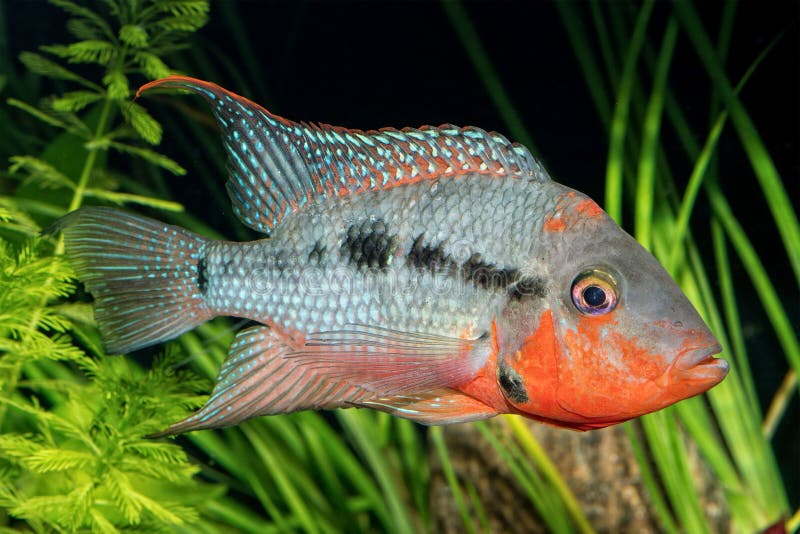 Portrait of Cichlid Fish Neolamprologus Sexfasciatus Stock Image ...