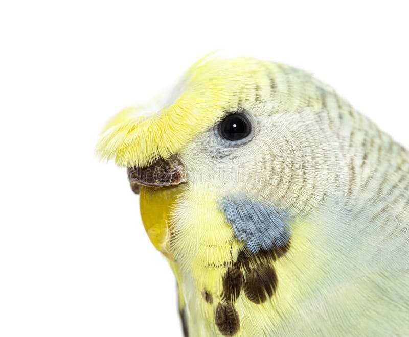 Portrait Close-up of a Budgerigar Grey Crested Head Isolated Stock ...