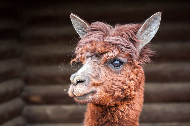 Close-up Side View of Brown Alpaca on a Farm Stock Image - Image of ...