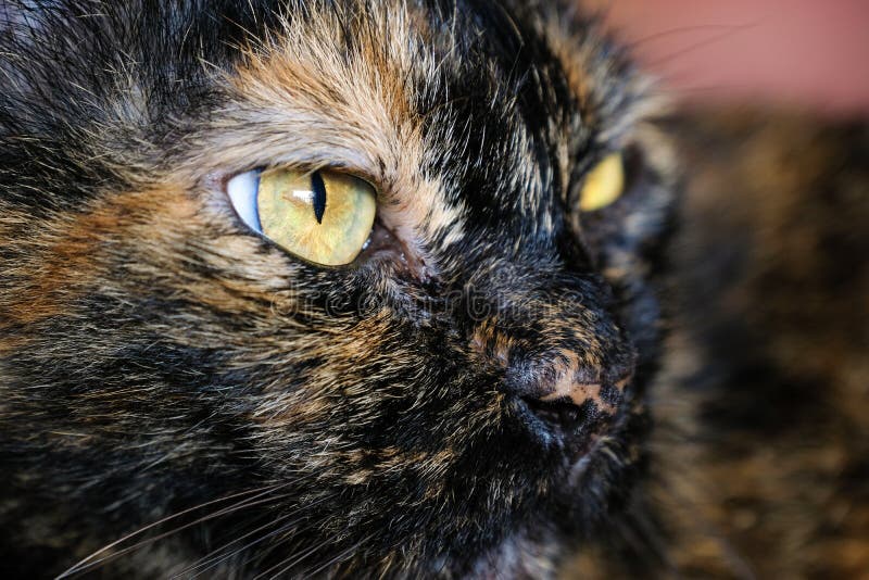 Portrait Close Up Face of Cute Cat Looking Outside at Home Stock Photo ...