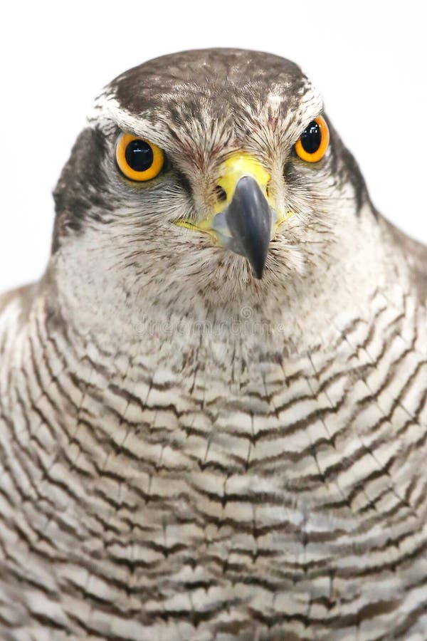 Portrait Close-up of an Harrier Buzzard Goshawk Over on White ...