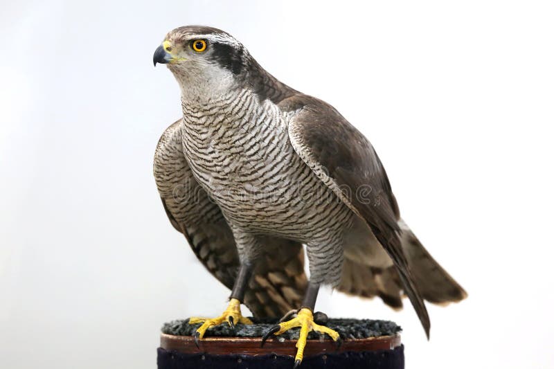 Portrait Close-up of an Harrier Buzzard Goshawk Over on White ...