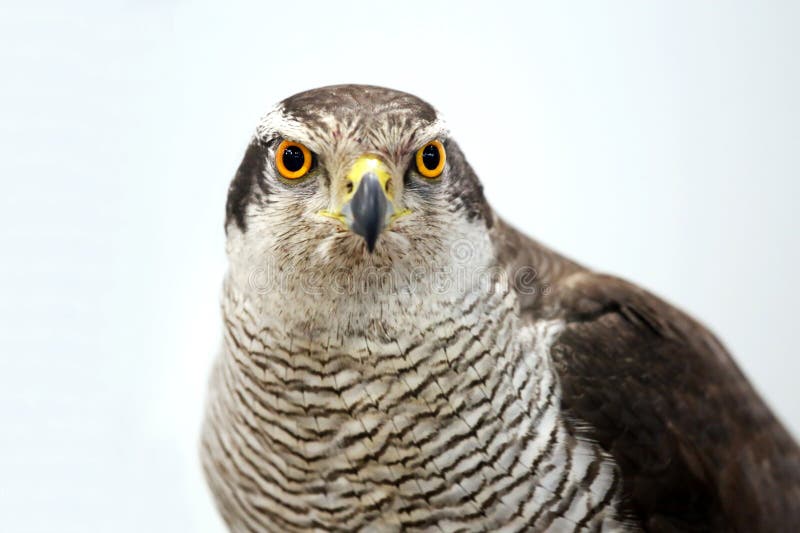 Portrait Close-up of an Harrier Buzzard Goshawk Over on White ...