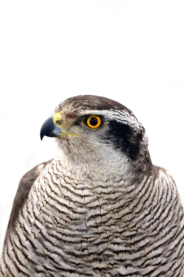 Portrait Close-up of an Harrier Buzzard Goshawk Over on White ...