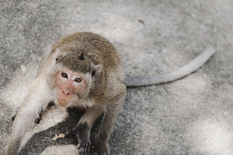 Portrait of a Close-up of Monkey, the Monkey Sitting and Looking at ...