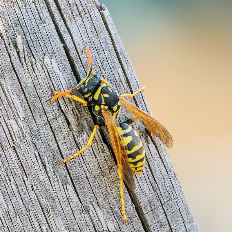 Portrait of a Close-up of a Wasp Stock Photo - Image of vespidae ...