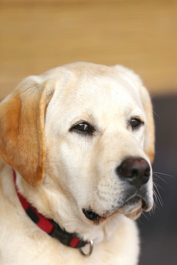 Portrait Close Up of a White Labrador Stock Photo - Image of beautiful ...
