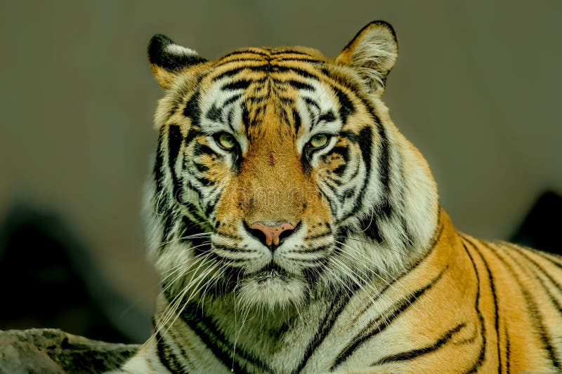 Portrait Closeup of the Bengal Tiger Stock Image - Image of park, face ...