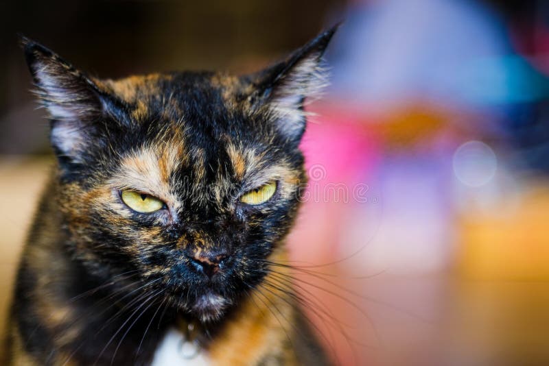 Portrait Closeup Front Facing Portrait of Angry Grumpy Cat Unhappy ...