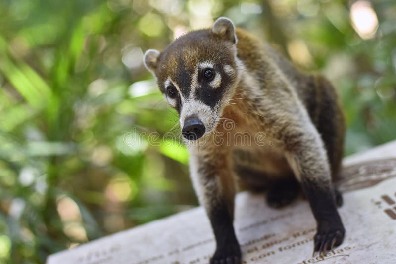 Portrait of a Coati in Its Natural Environment #2 Stock Image - Image ...